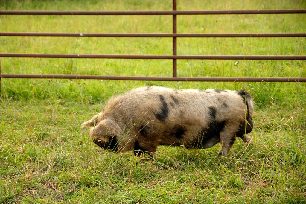 Our Breeding Boars | Whispering Wind Farms