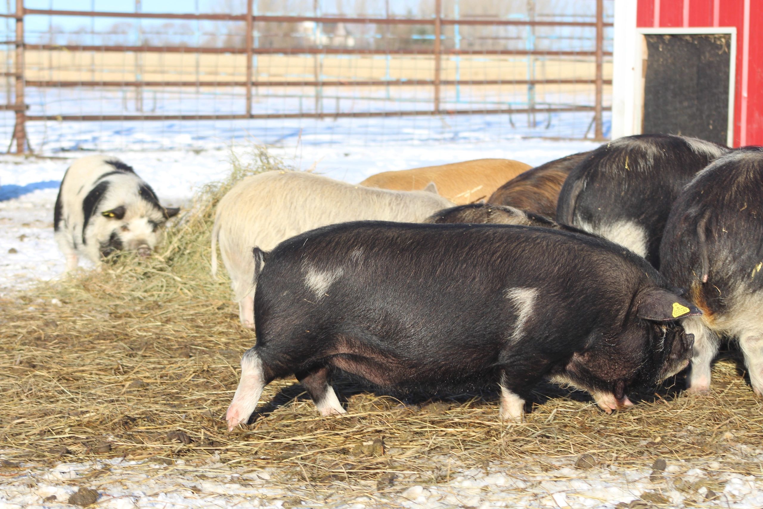 Our Breeding Boars | Whispering Wind Farms