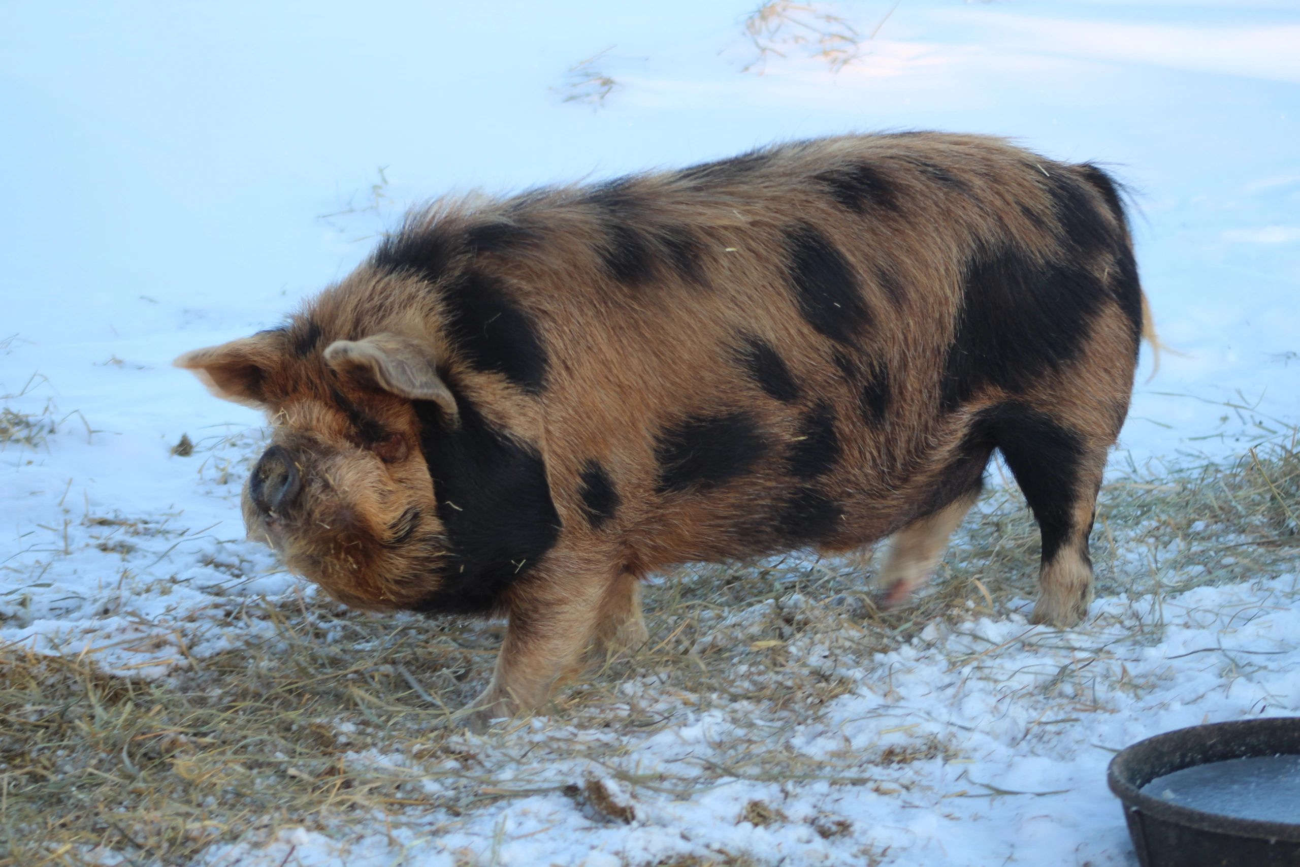 Our Breeding Boars | Whispering Wind Farms