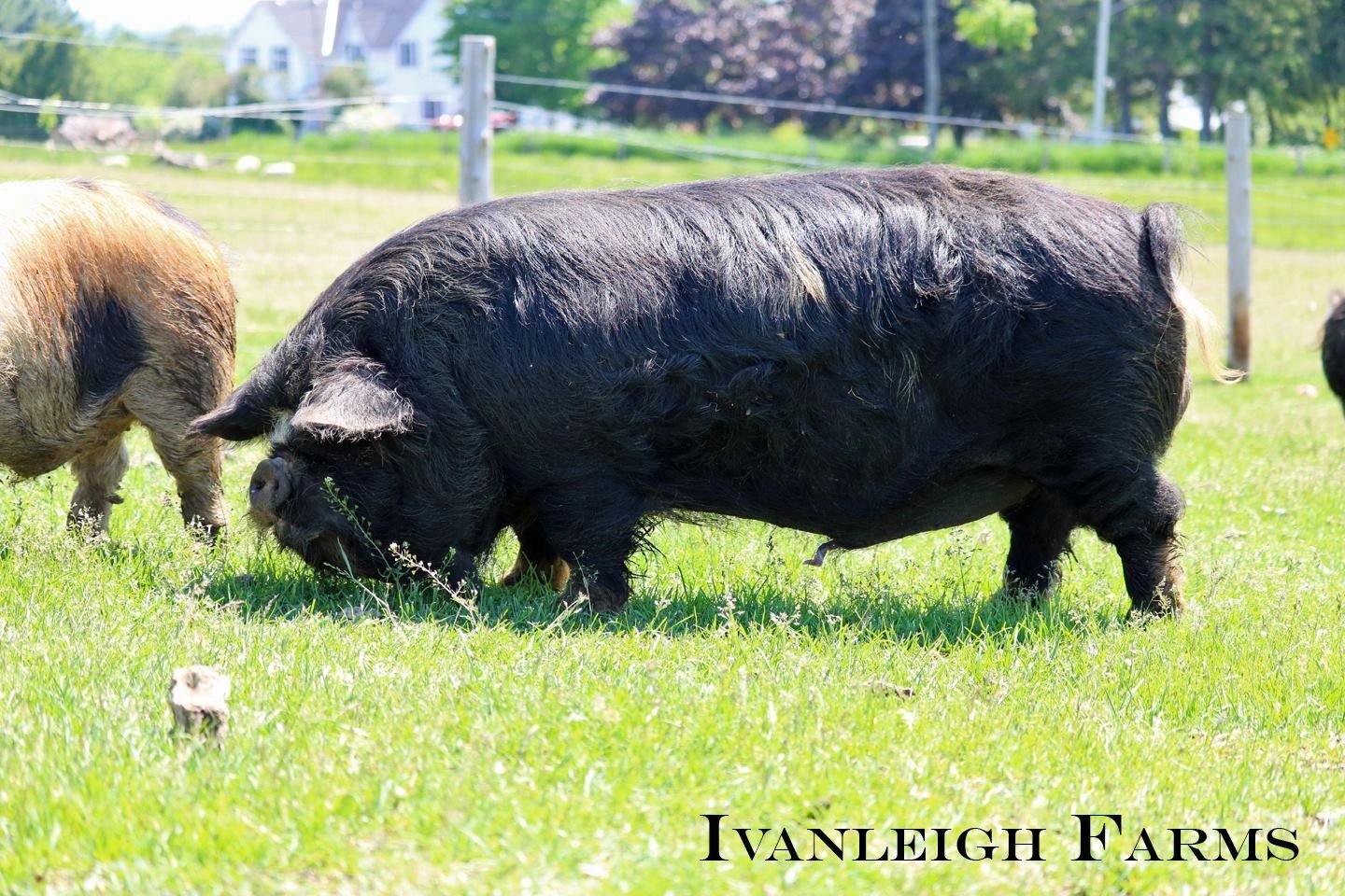 Our Breeding Boars | Whispering Wind Farms