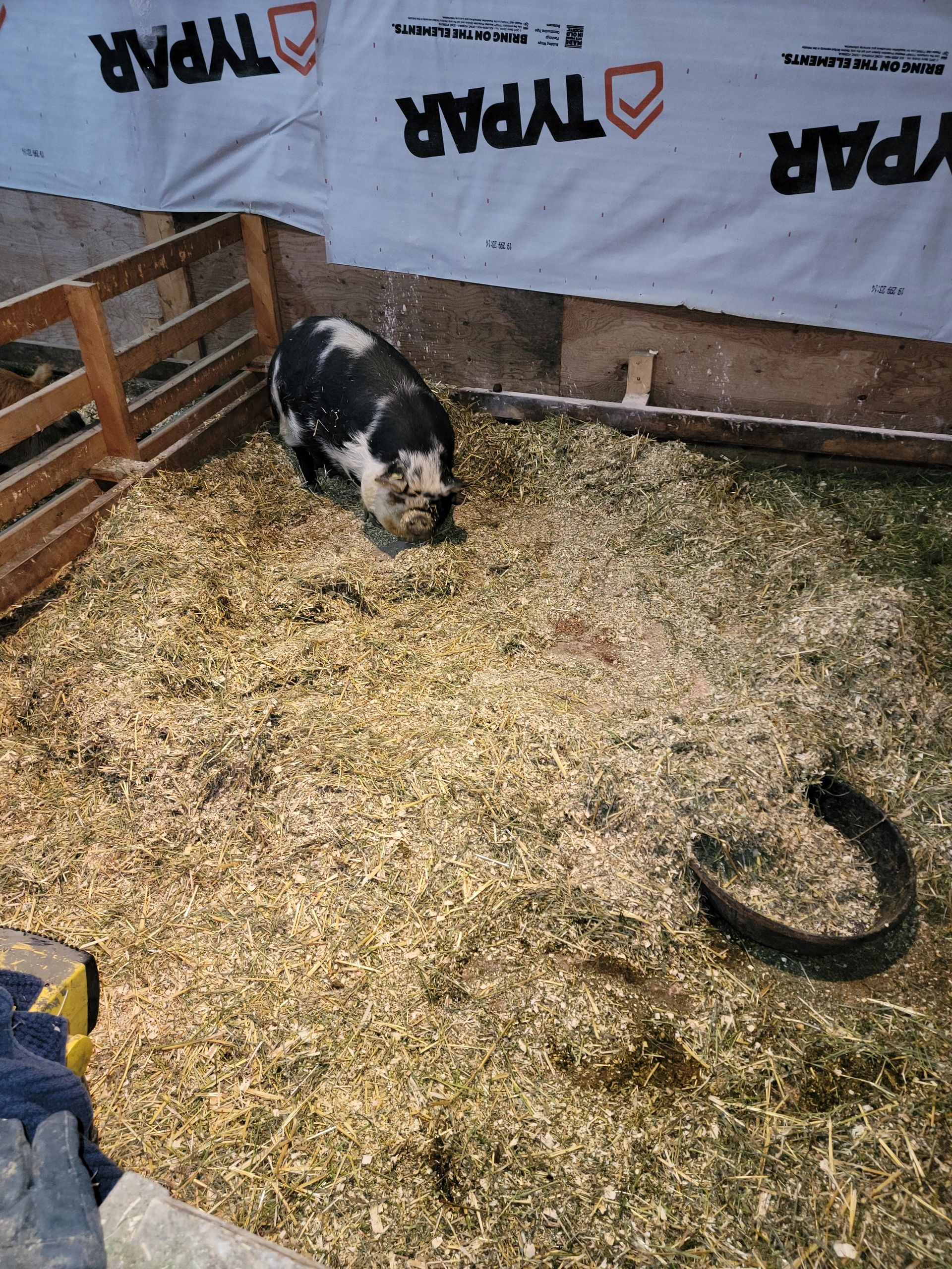 Farrowing - Part II of III