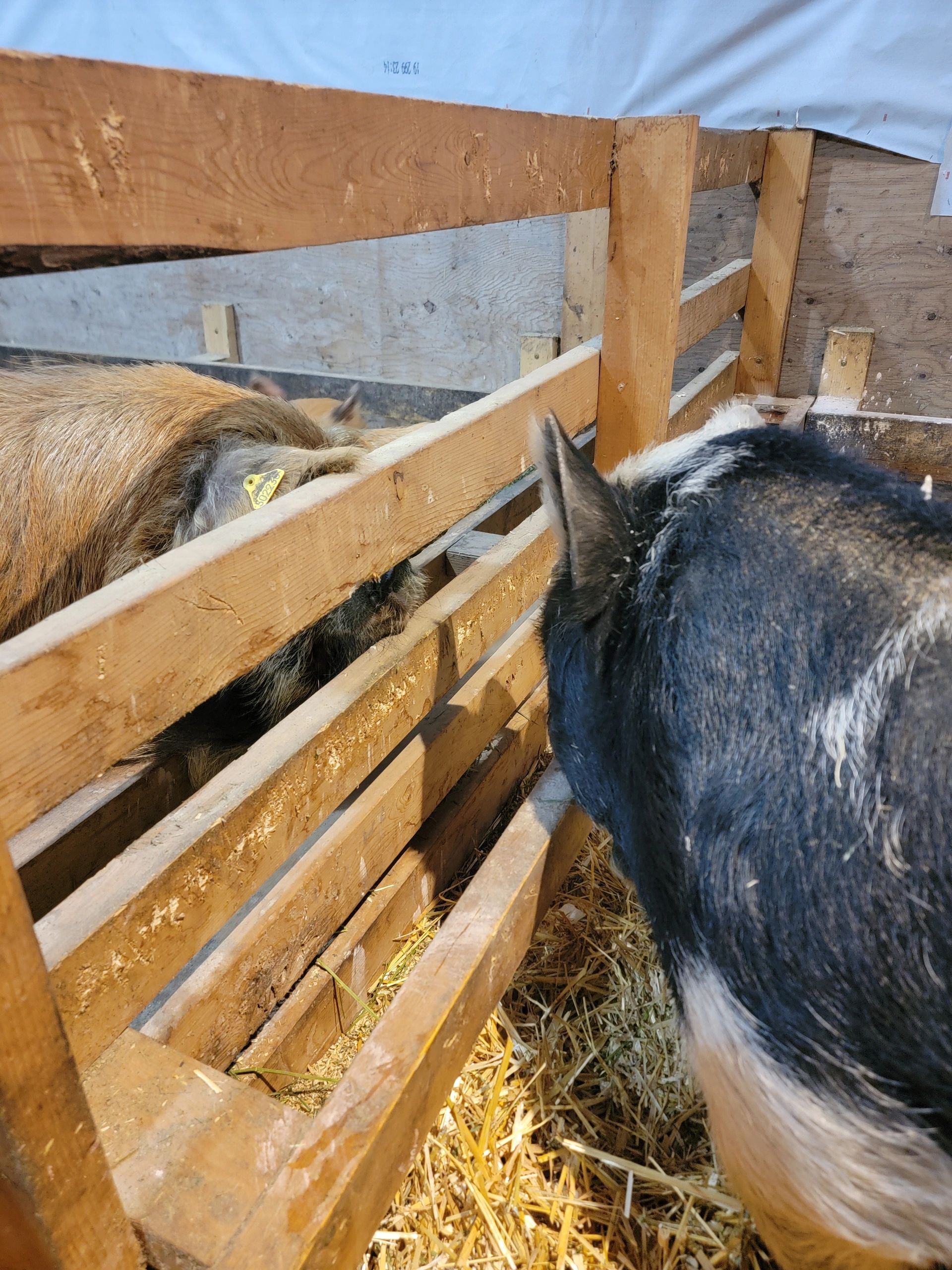 Farrowing - Part I of III