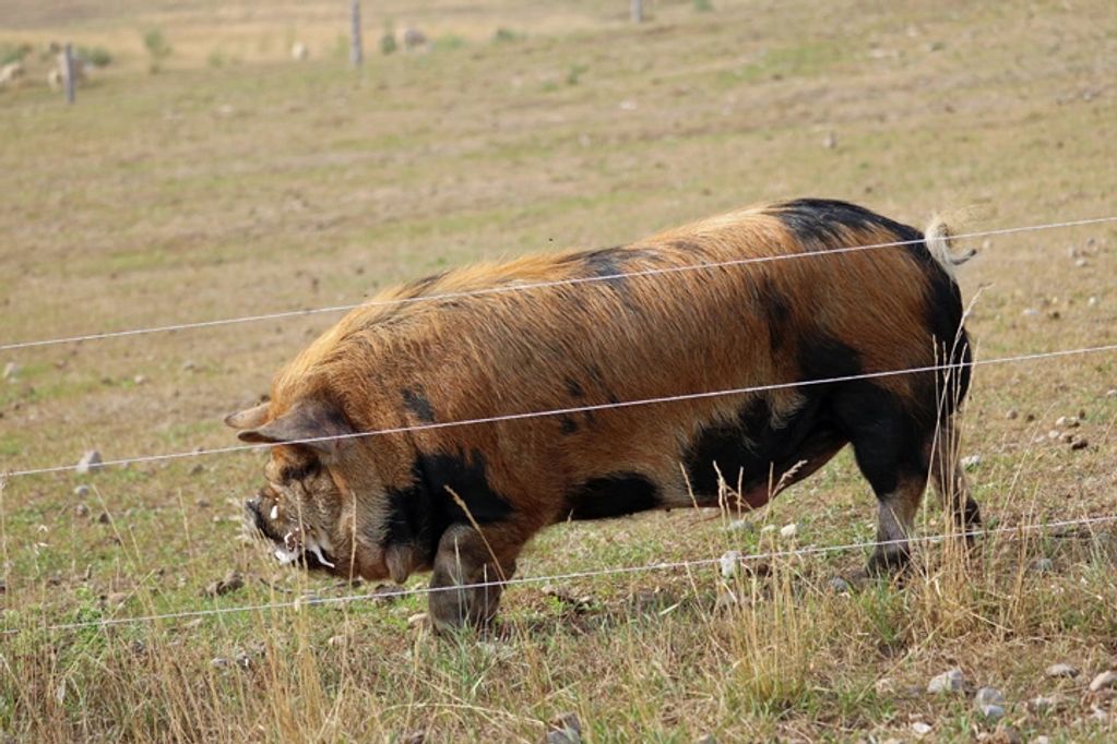 Our Breeding Boars | Whispering Wind Farms