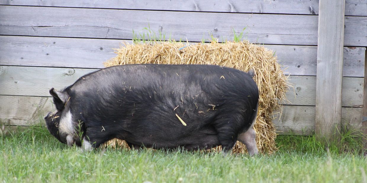 Our Kunekune Pigs | Whispering Wind Farms