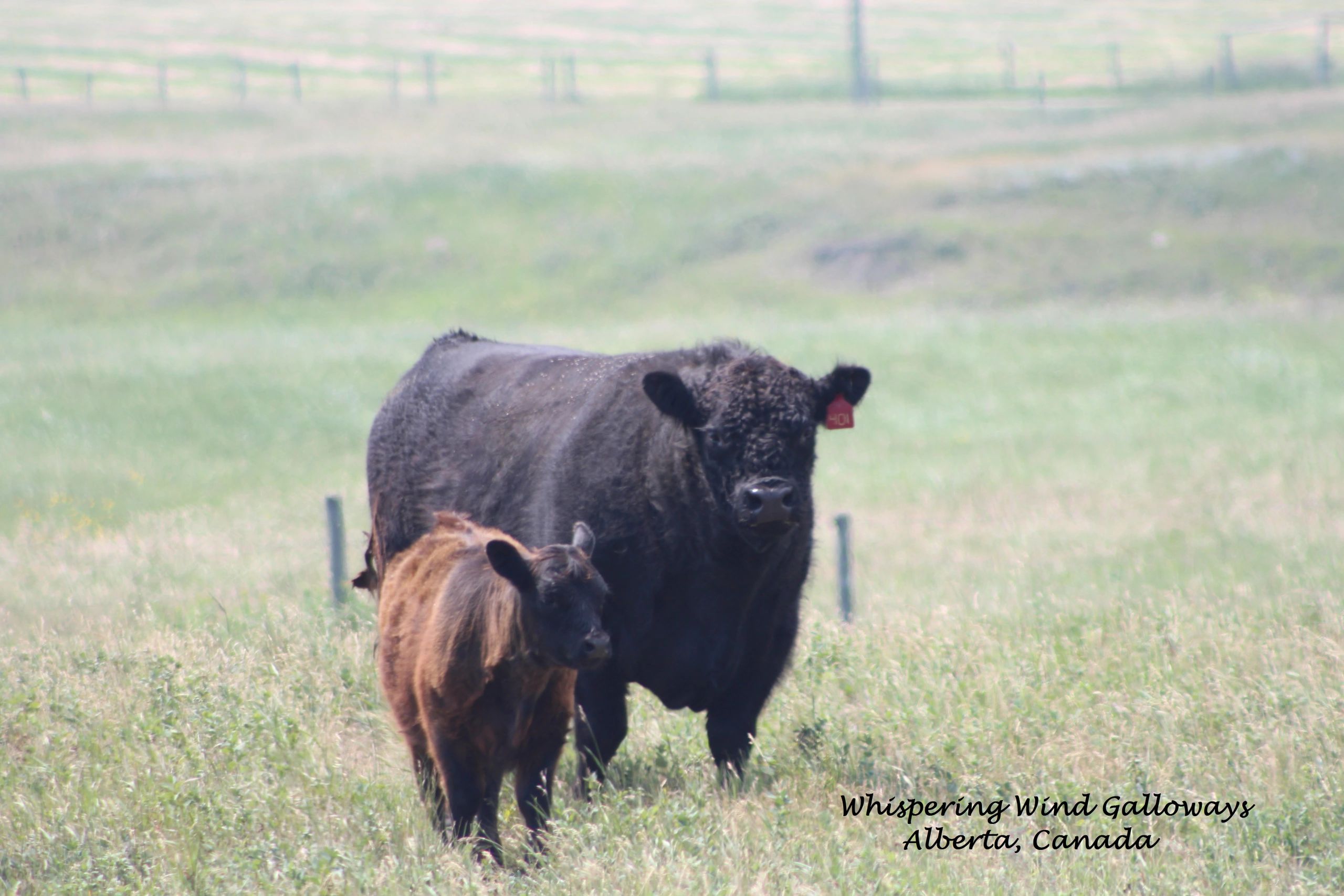 Grassfed Galloway Beef - | Whispering Wind Farms