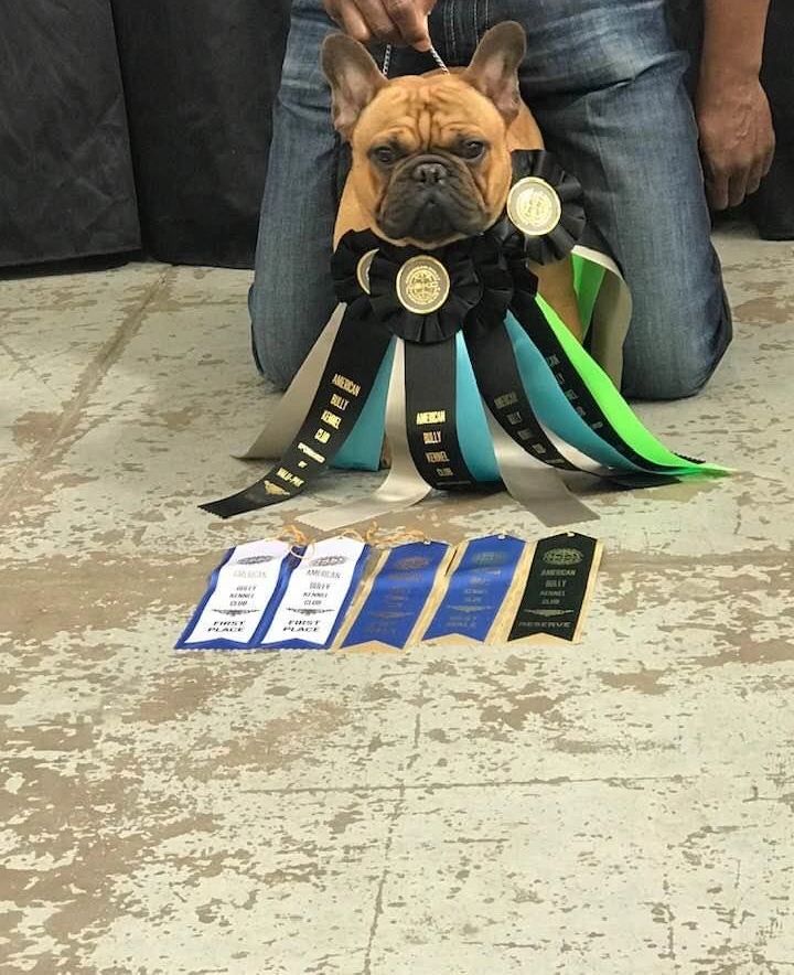 What Is A Grand Champion Dog