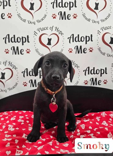 Adoptable Dogs