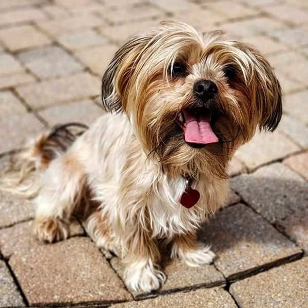 A Place of Hope Small Dog Rescue