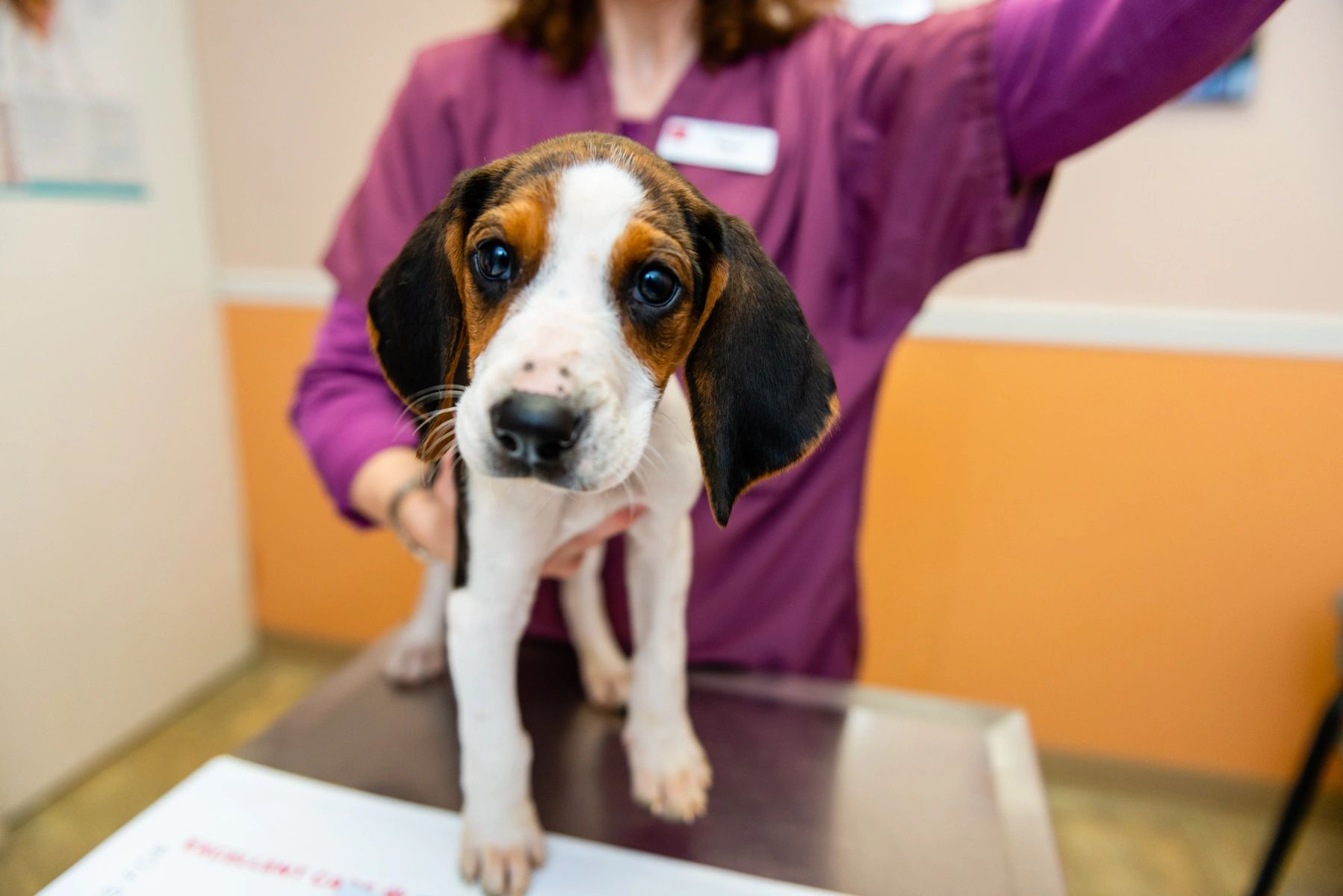 Veterinary Associates - Veterinary, Practice