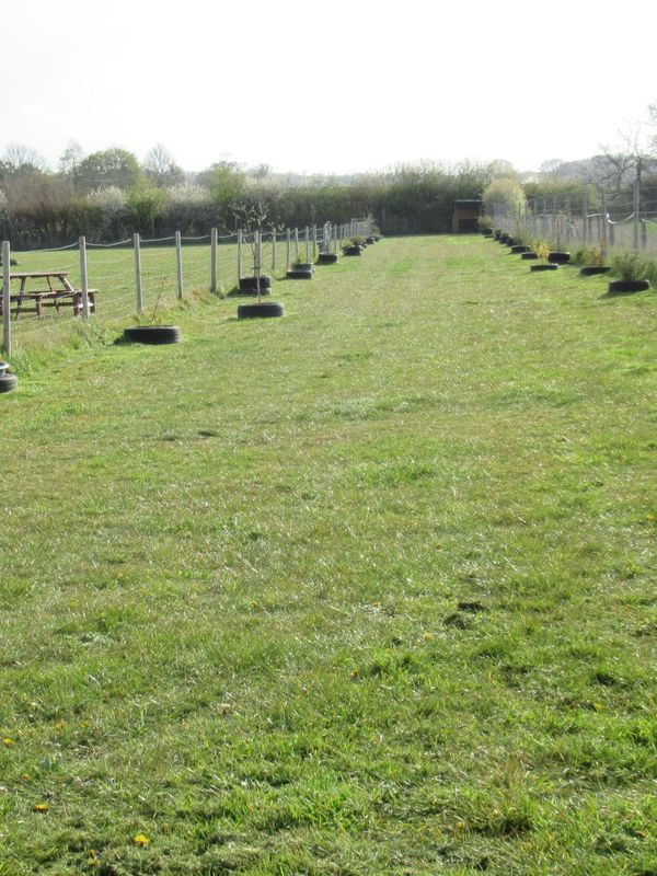 Puppy Paddocks - Home