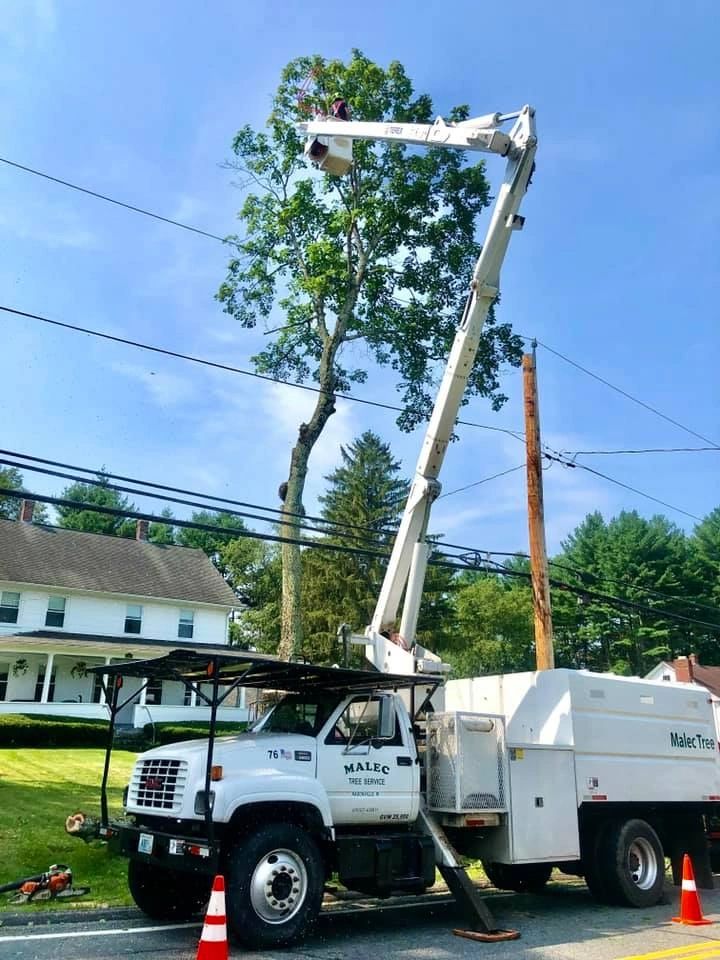 Expert Tree Specialist in RI | Malec Tree Services