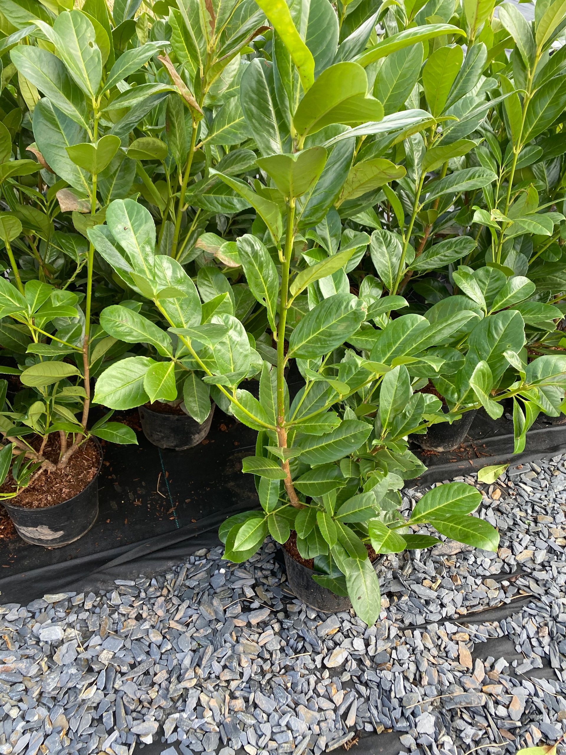 Cherry Laurel Hedges: Everything You Need To Know