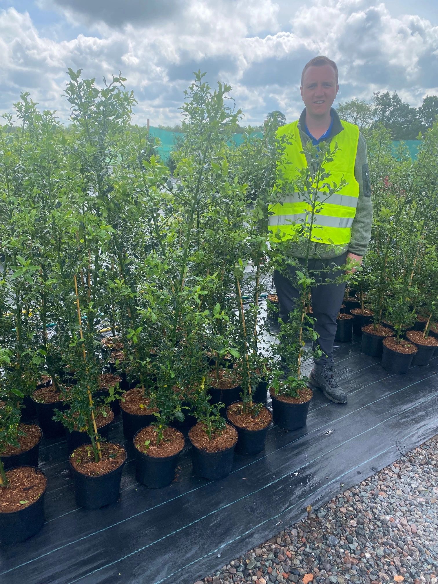 Holly Hedging Ilex aquifolium : Native, Evergreen, Security Hedge