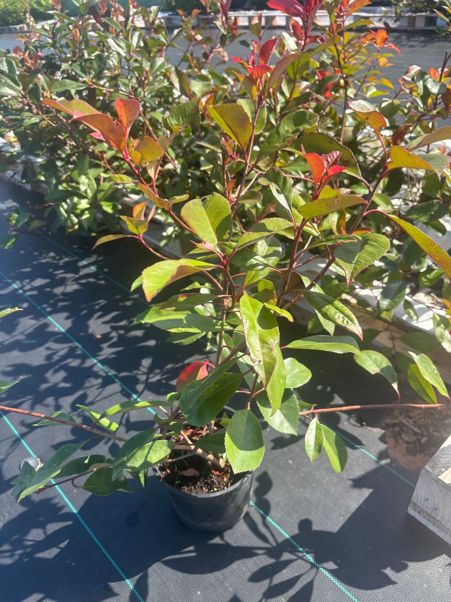 Photinia × fraseri Red Robin ' 3L