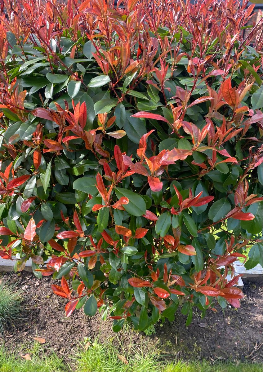 Red Robin Photinia Hedging