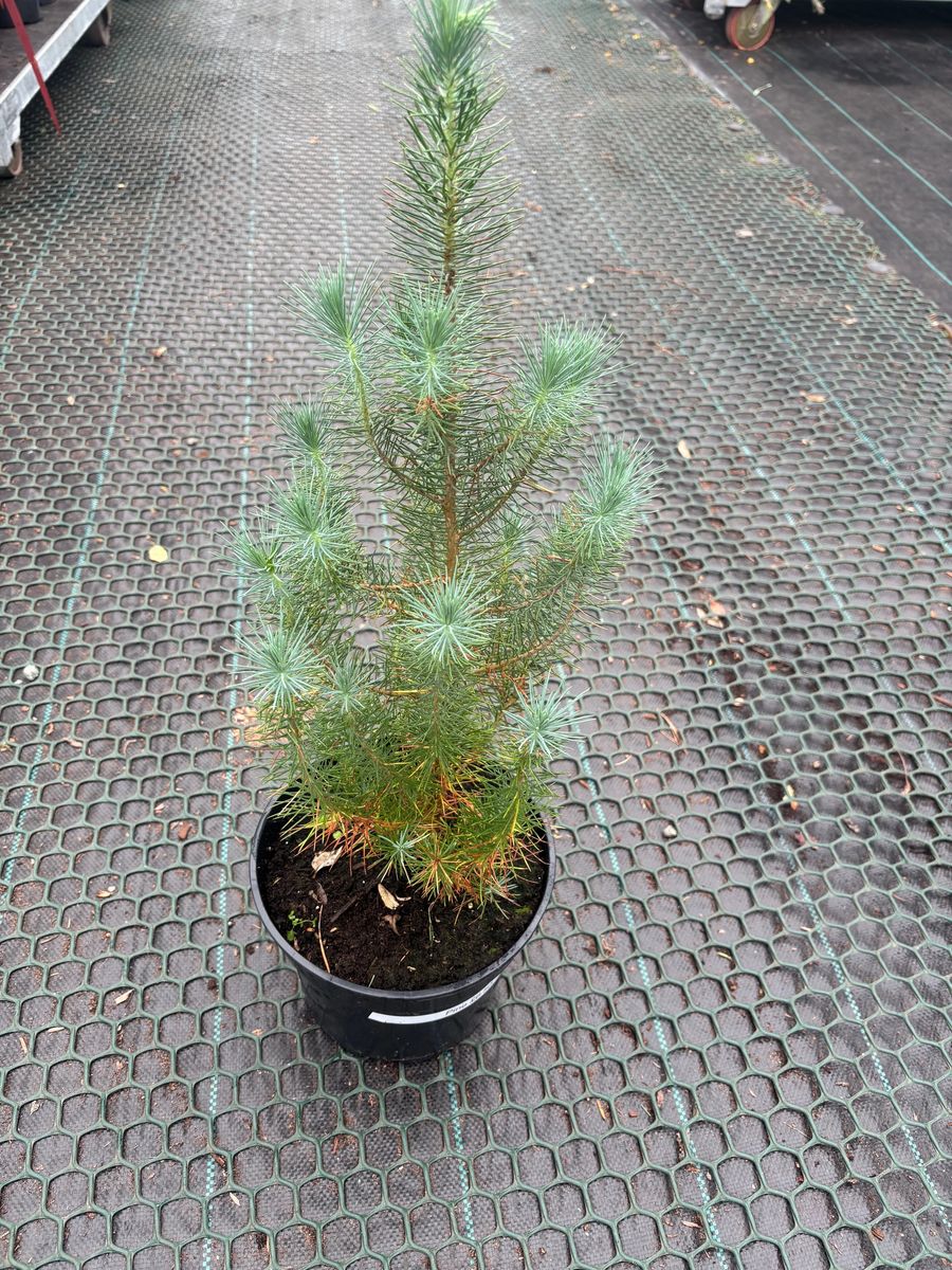 Pinus pinea 'Silver Crest' 3L Pot