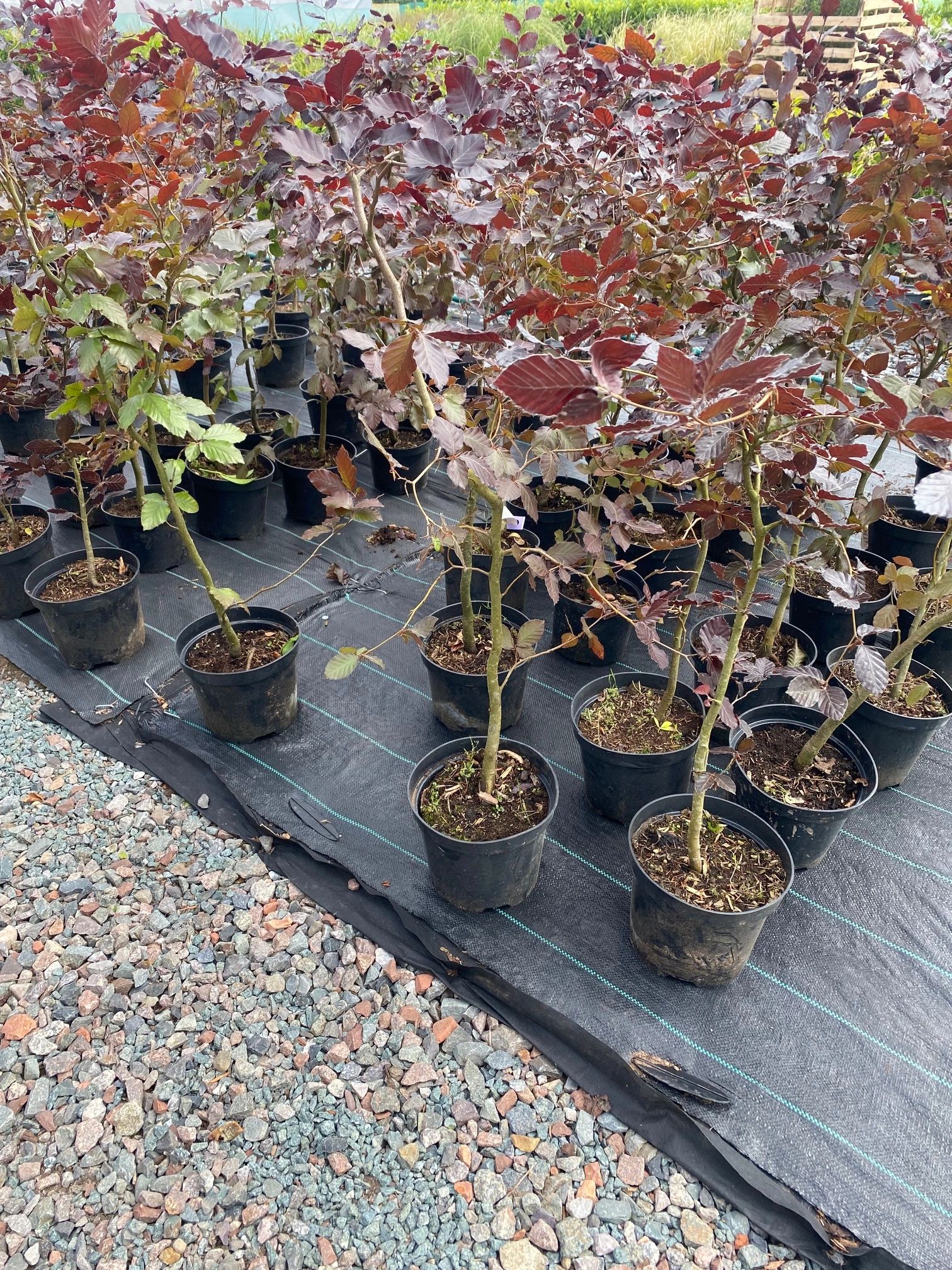 Copper Beech Hedging And Trees: Everything You Need To Know