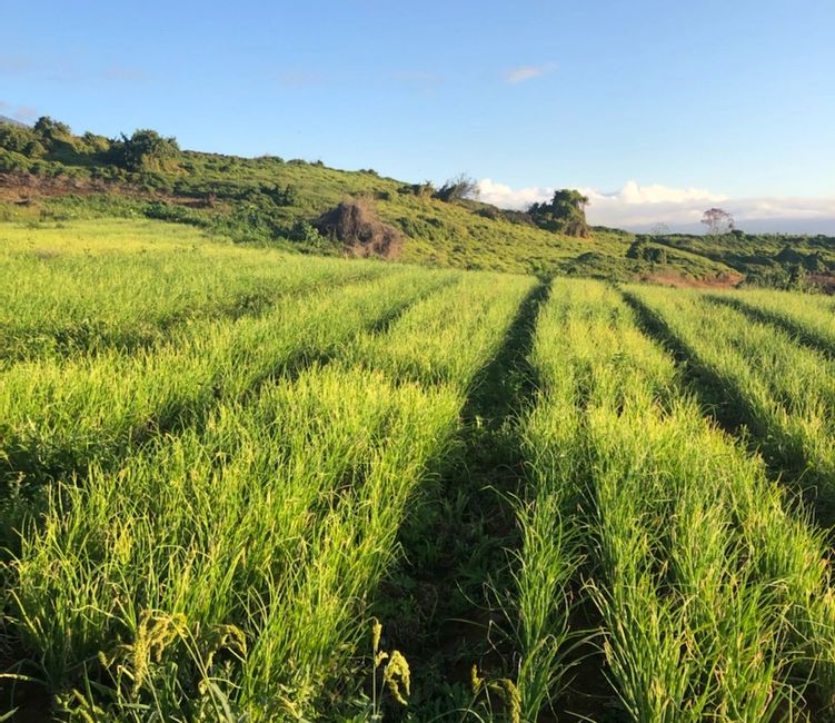 Farm Stand | Kula Country Farms