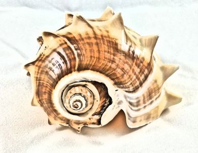 Seashell Healing - Seashell Meanings, Seashell Reiki