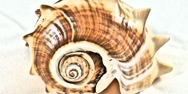 Seashell Healing - Seashell Meanings, Seashell Reiki