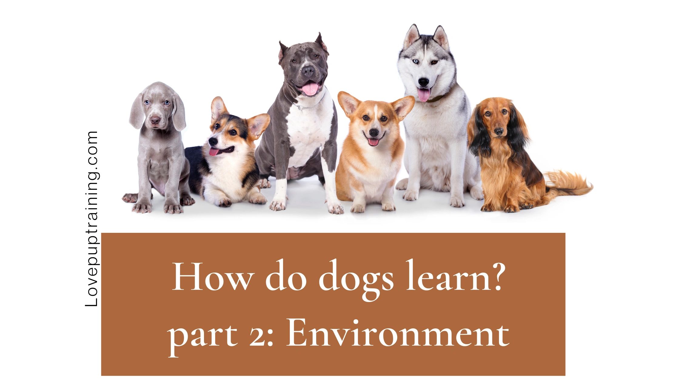 Blog series - How do Dogs Learn? Part 2 of 5: Environment