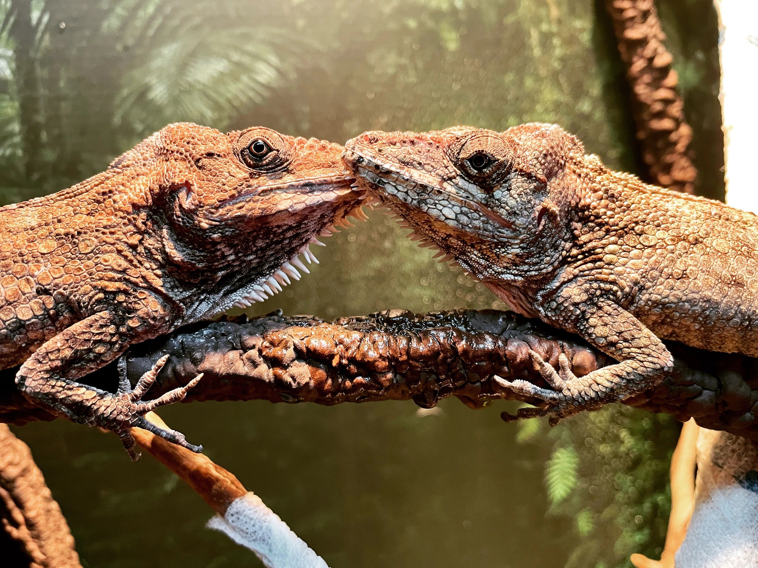 Find Exotic Pets for Sale at Zetty's Reptiles