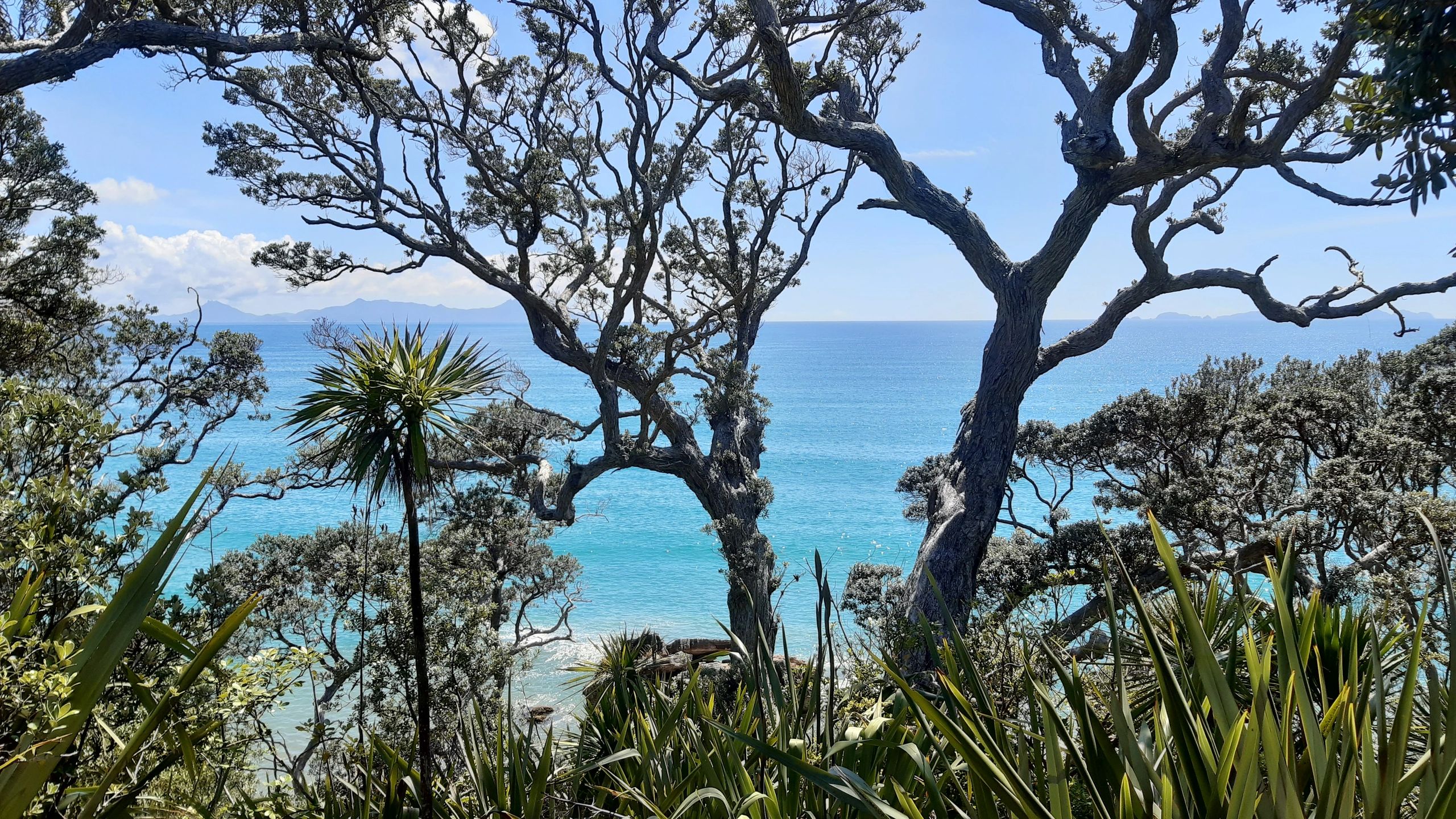 Qualified Arborists for Complete Tree Service