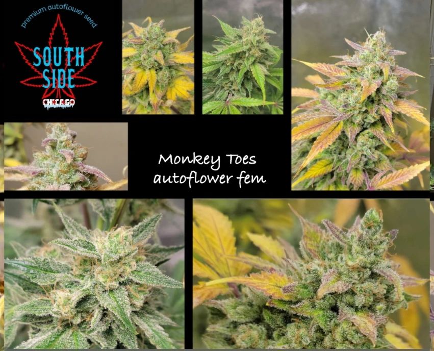 Monkey Toes Autoflower