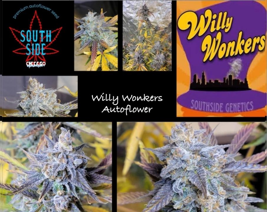 Willy Wonkers Autoflower