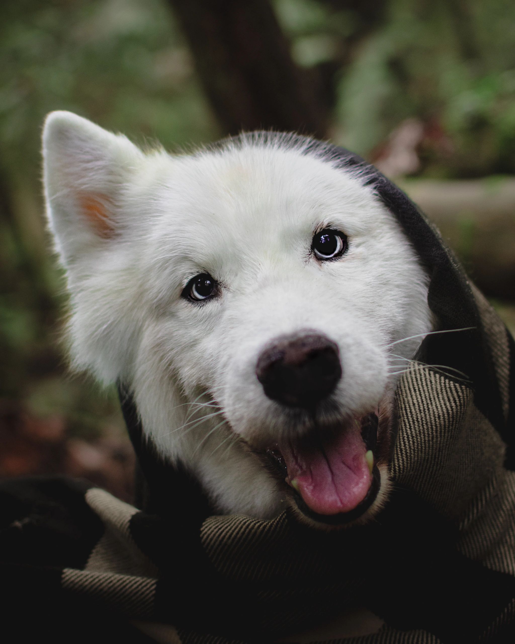 Meet The Team | Got Bark?