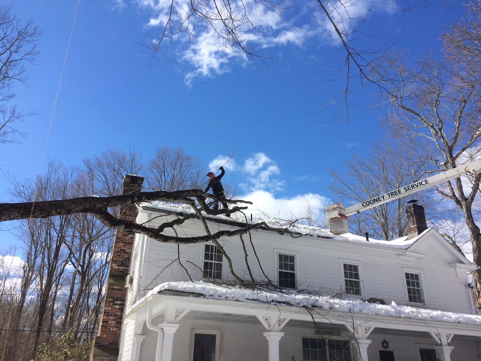 Cooney Tree Service