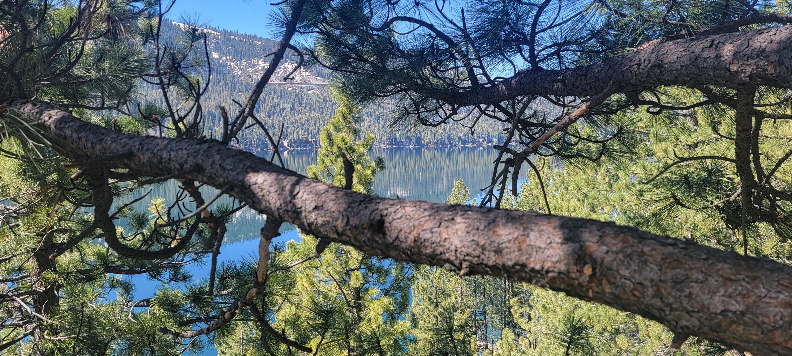 Professional Tree Pruning Services | Tree Hugger Arbor Care