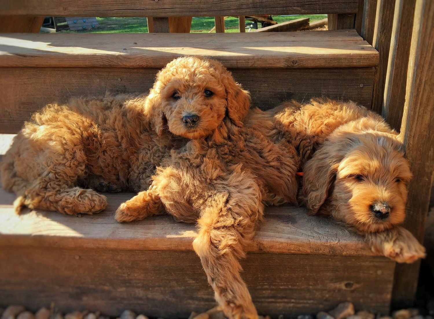 Quality Bernedoodle Puppies for Sale