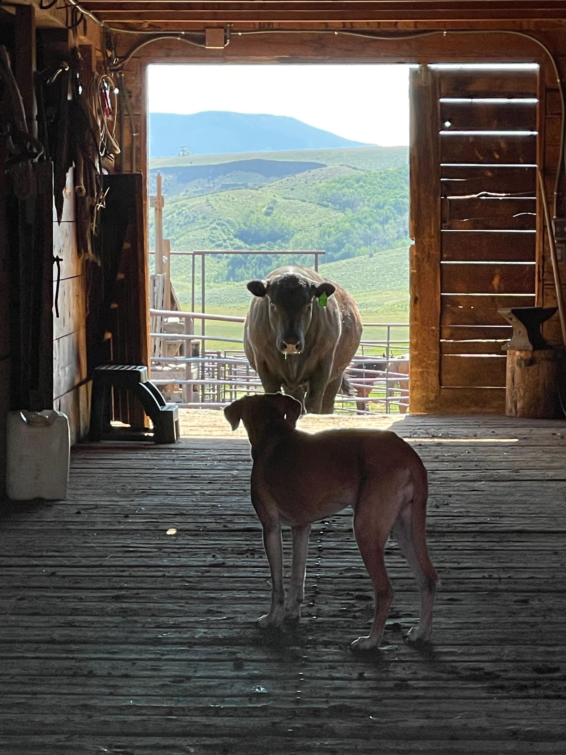 Fish and Cross Ranch