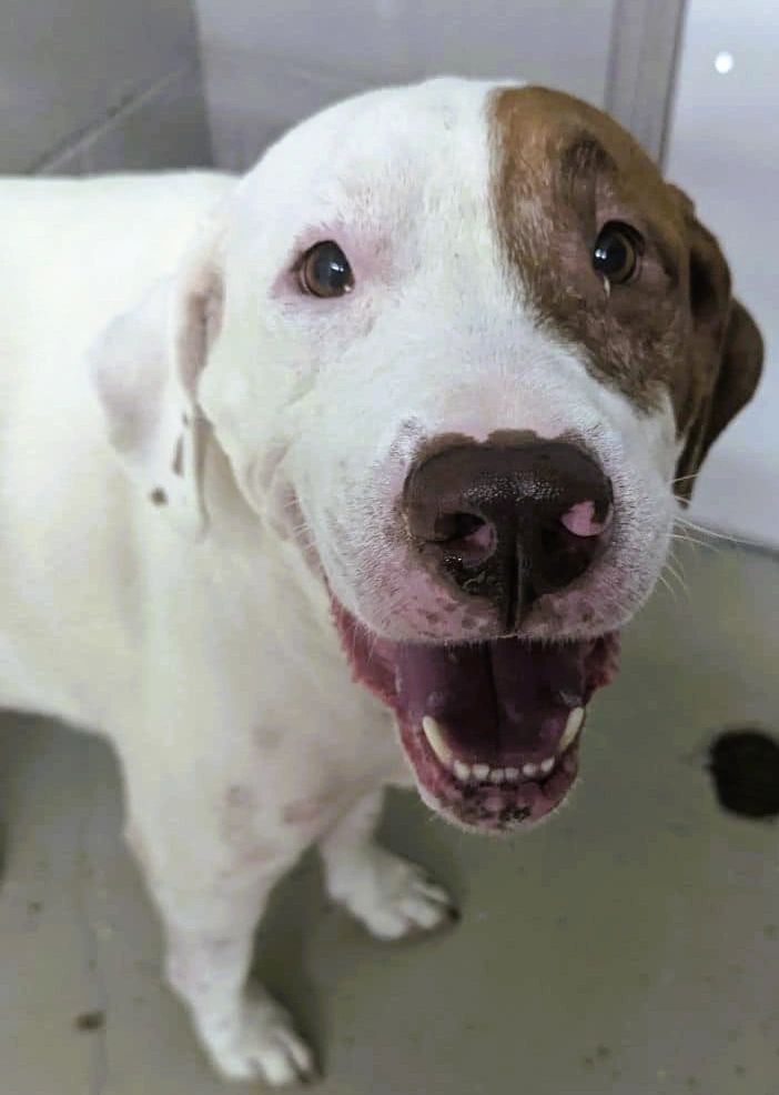 Adopt a Pet Today at Benton County Animal Shelter