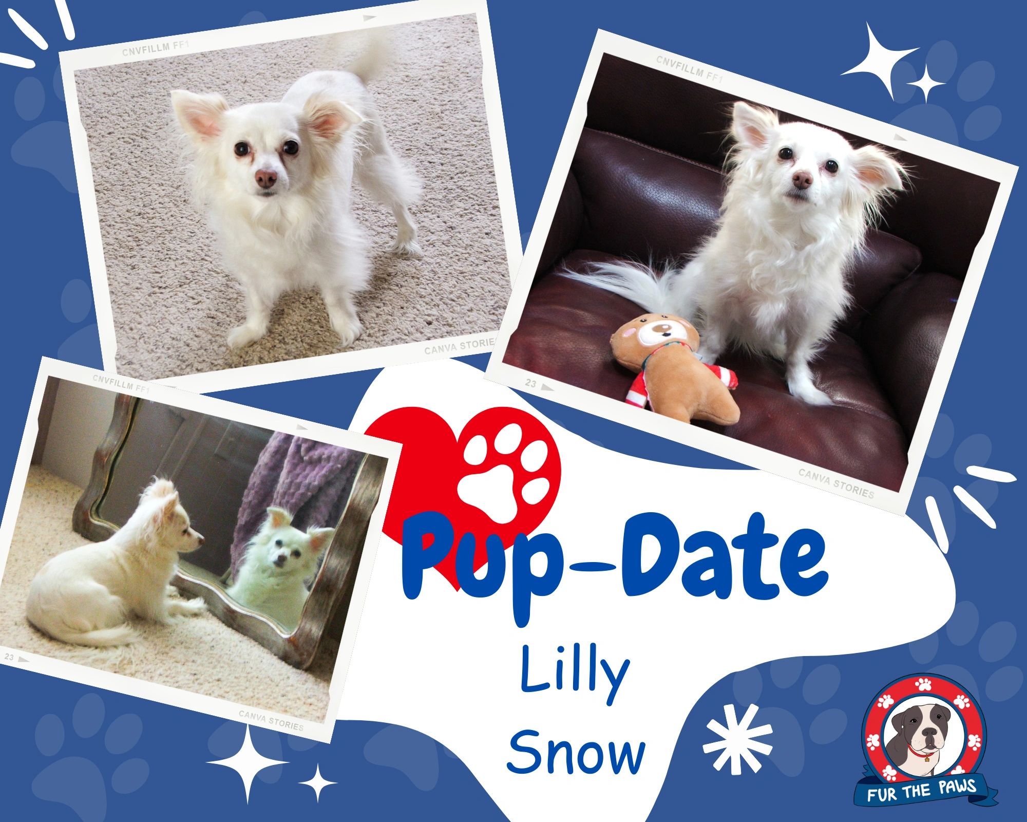 **PUP-DATE LILLY SNOW** Phoenix AZ.