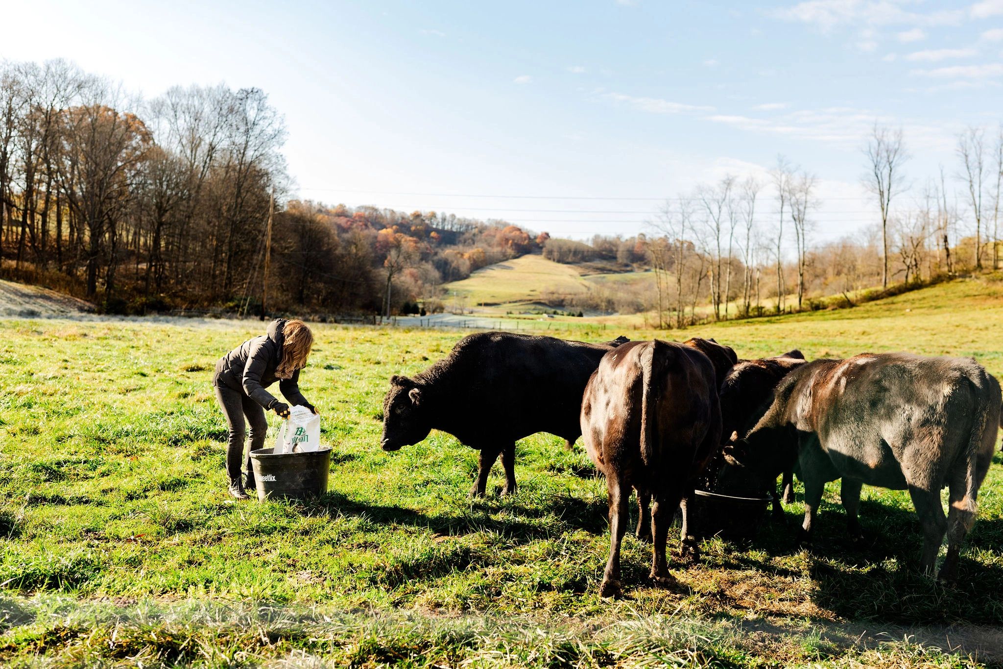 Moveable Feast Farm - Exceptional Wagyu Beef