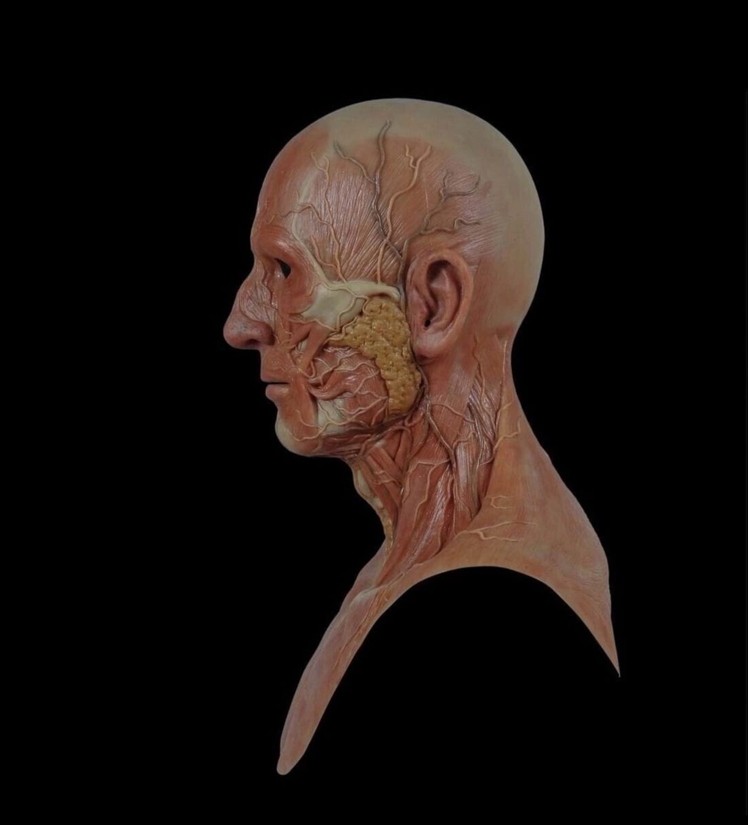 Anatomy SimMan Laerdal Face Mask for Mannequin, Medical masks for NHS ...