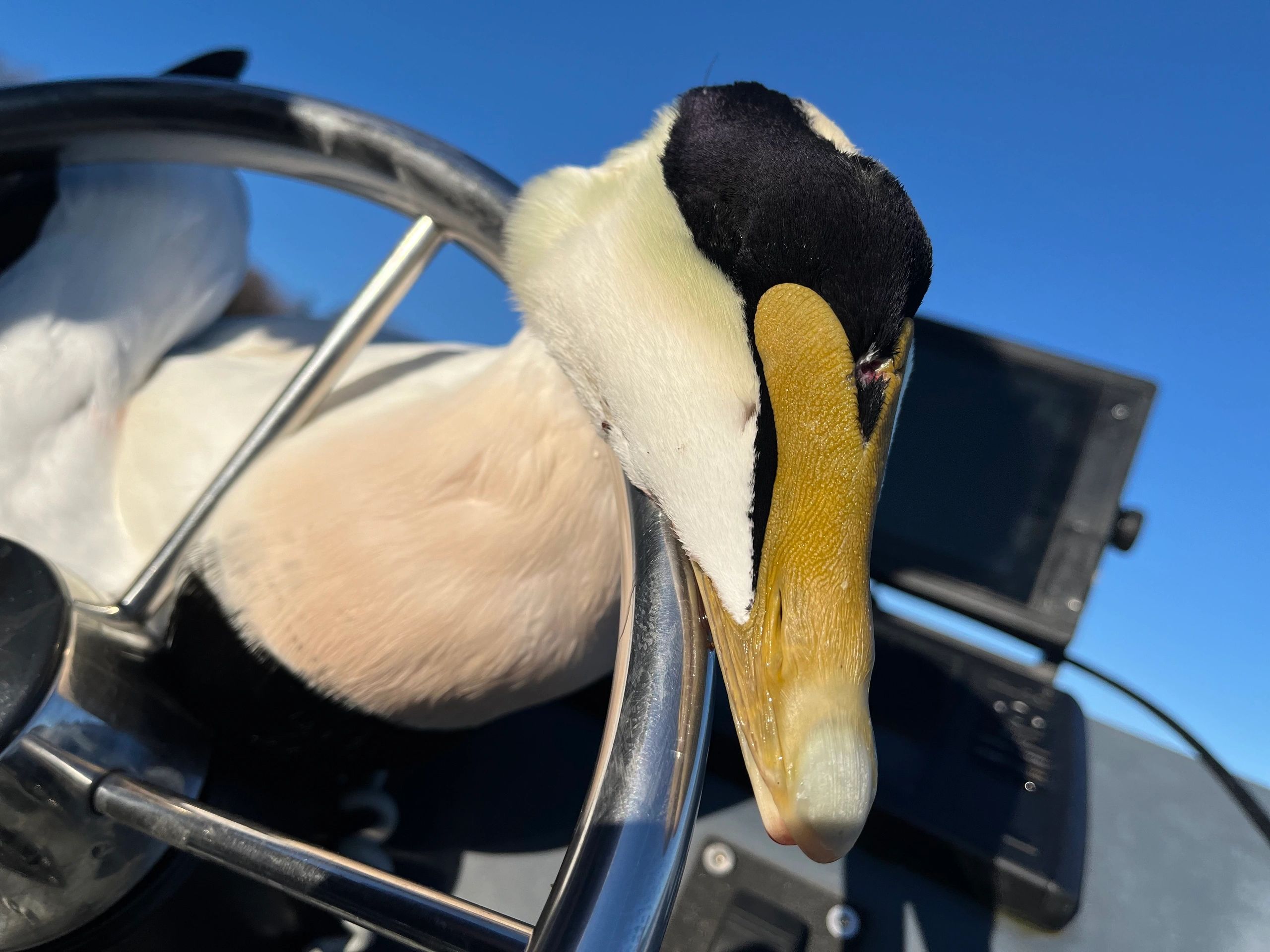 Sea Duck Outfitter With Lodge - Eider Pro
