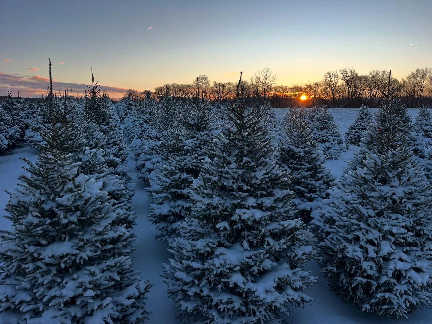 Bachner Family Christmas Tree Farm