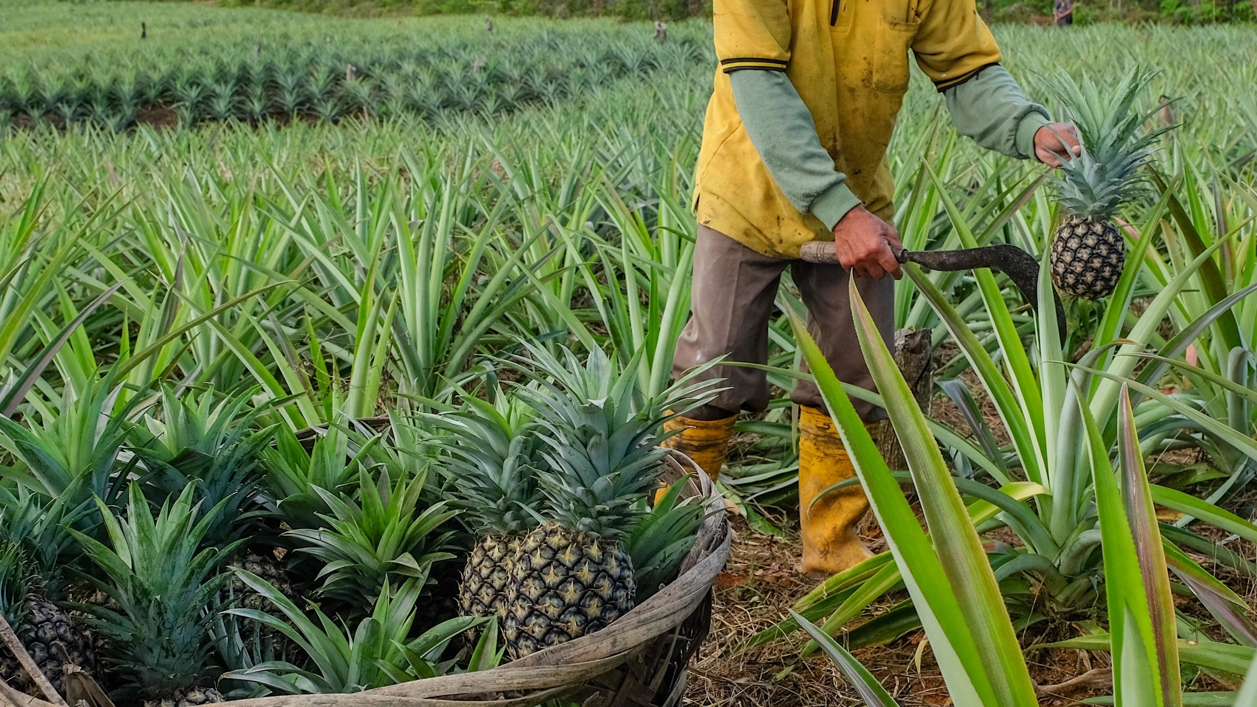 Food World S. de R.L.