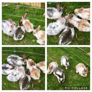 Happy Hoppers of Worcestershire - Rabbit Boarding, Pet Services
