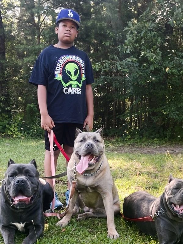 Timberlake House of Corsos - House of Corsos, Cane Corso