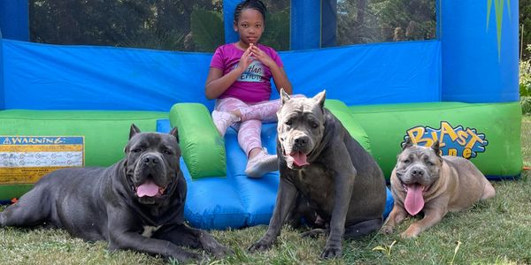 Timberlake House of Corsos - House of Corsos, Cane Corso