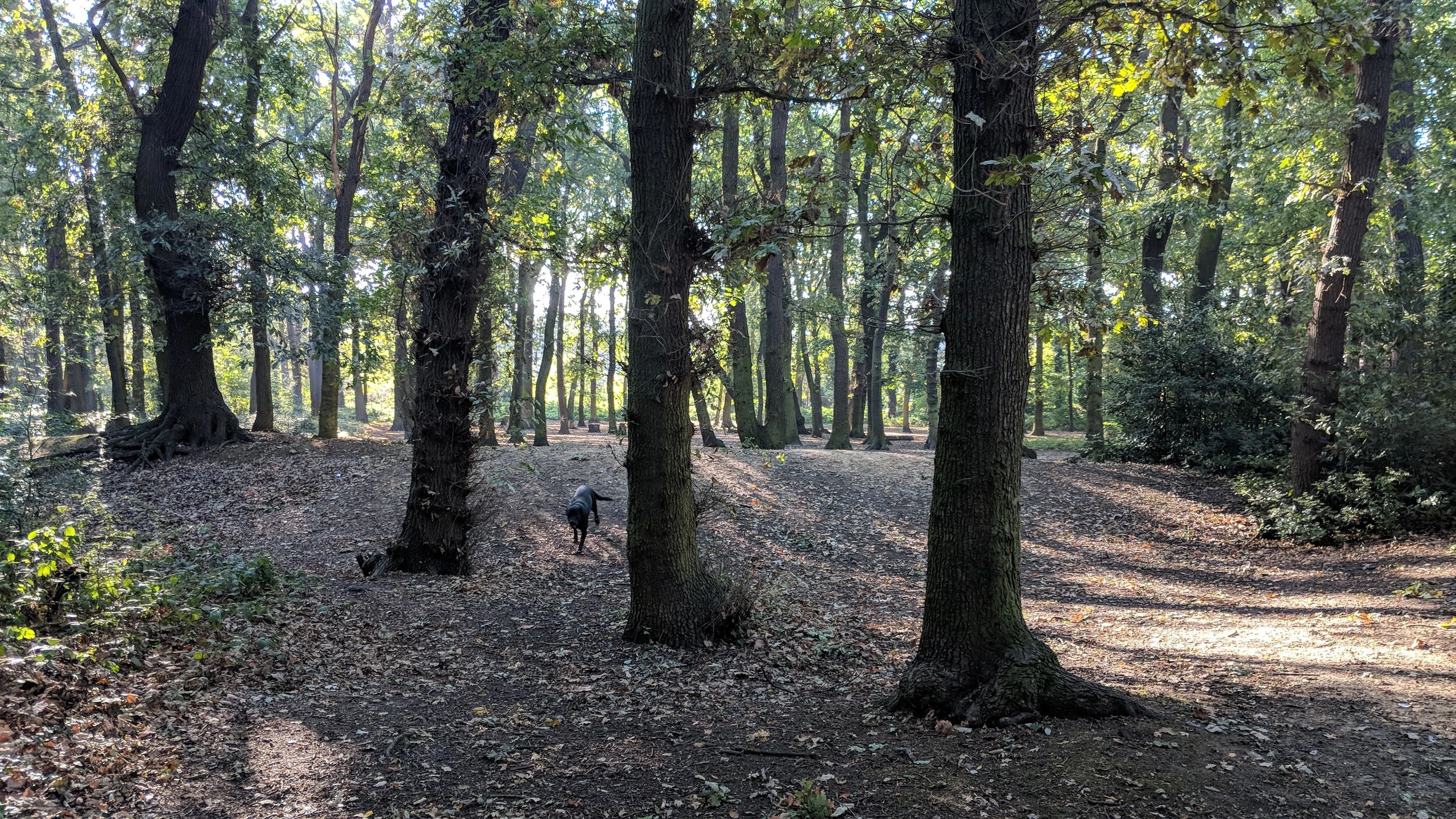 History section | Friends of Biggin Wood