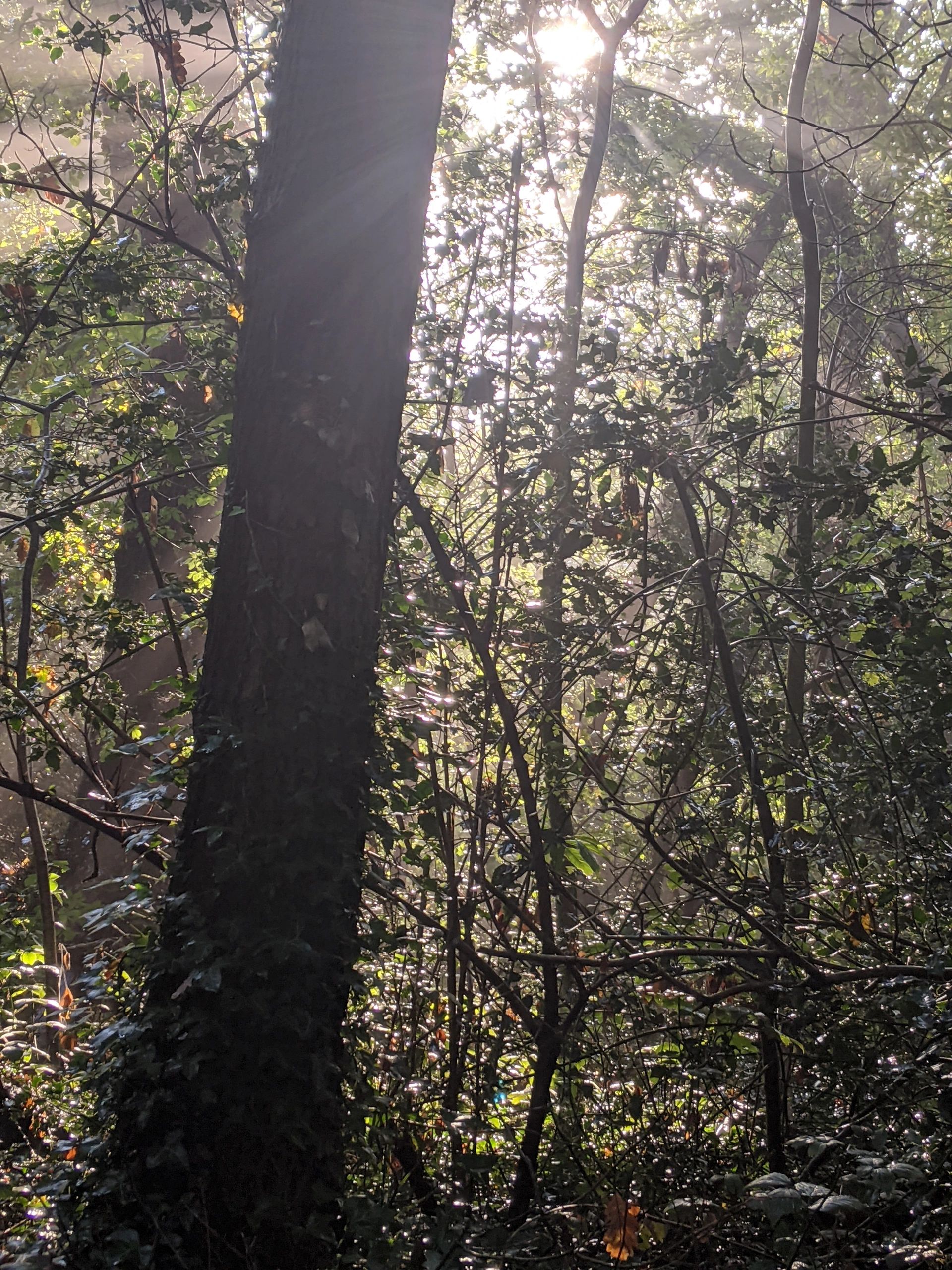 Autumn in Biggin Wood