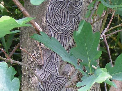 Oak Processionary Moths (OPM)- warning!