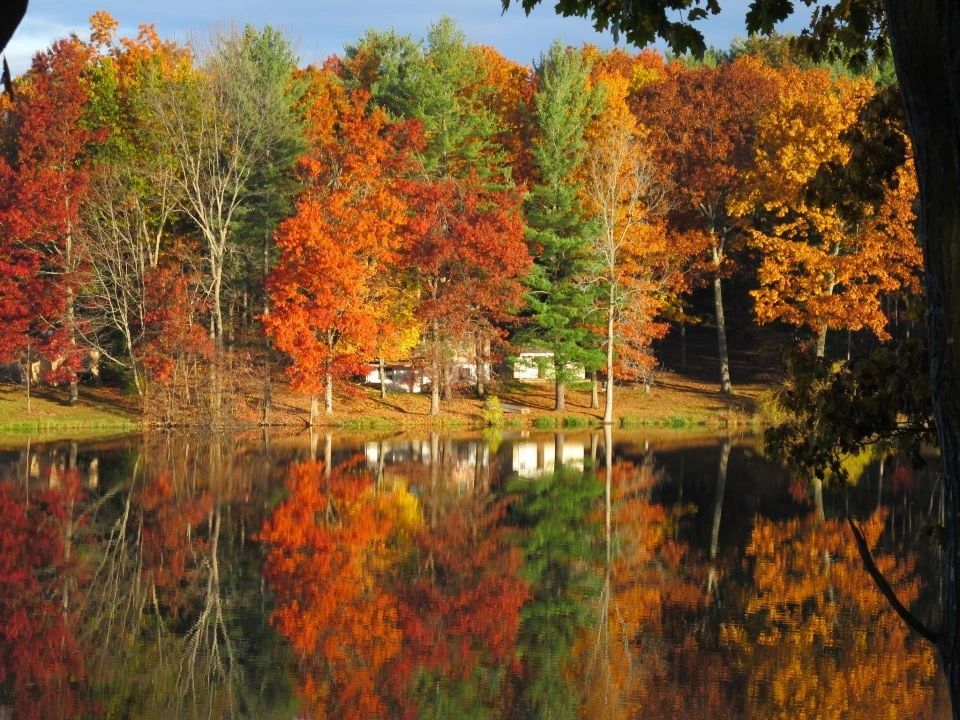 Fall Bulletin 2022: It's Leaf Peeping Season!