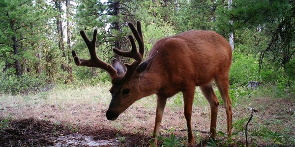 Oregon Mule Deer Hunting