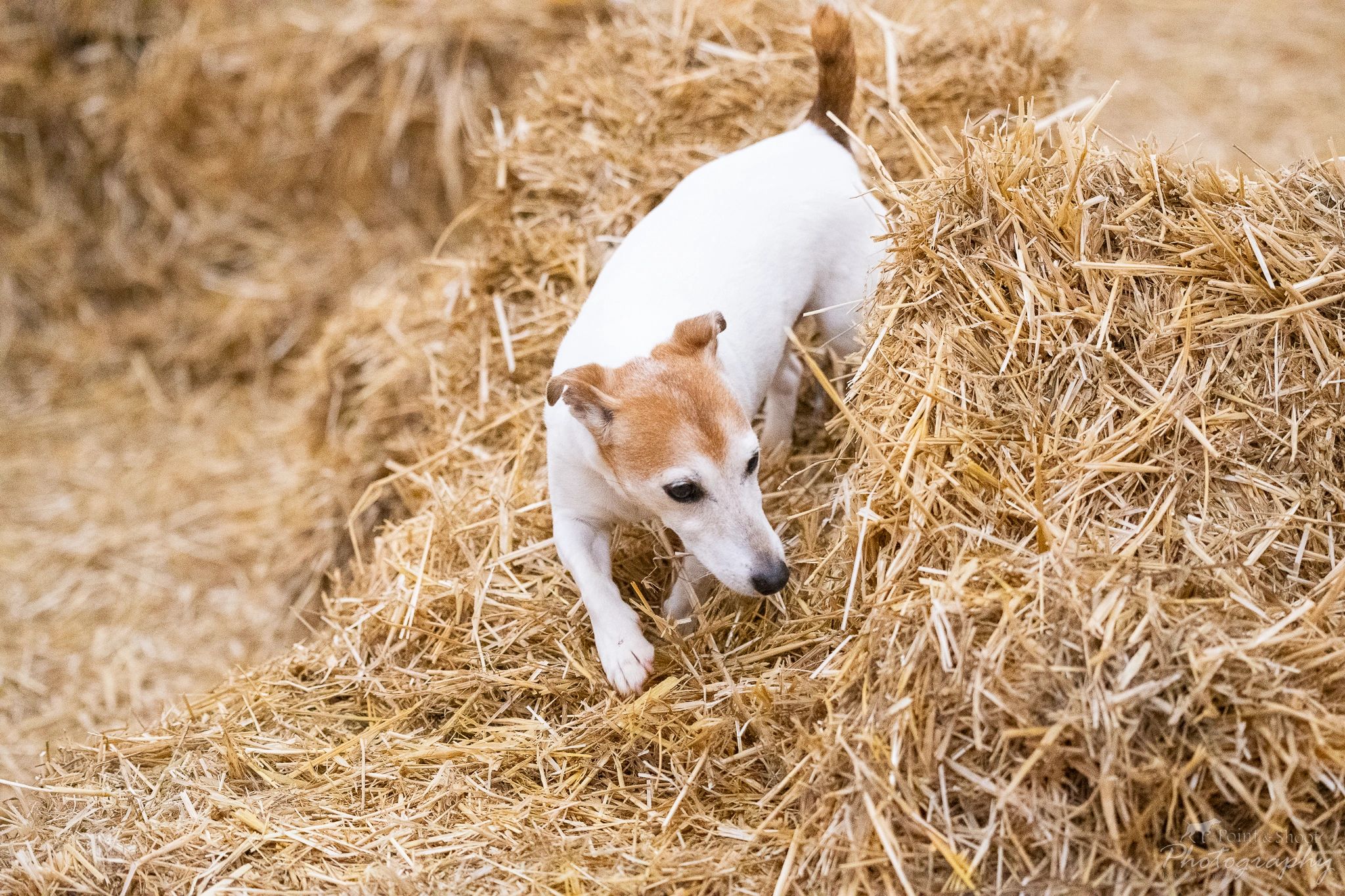 Texas Rat Masters - Barn Hunt - Katy, Texas